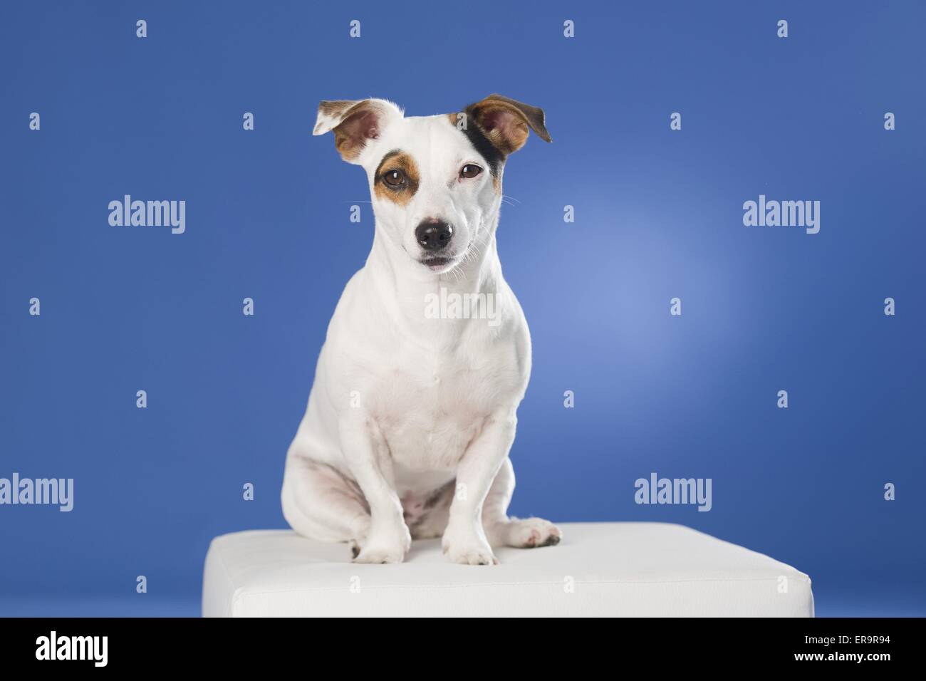 sitting Jack Russell Terrier Stock Photo - Alamy