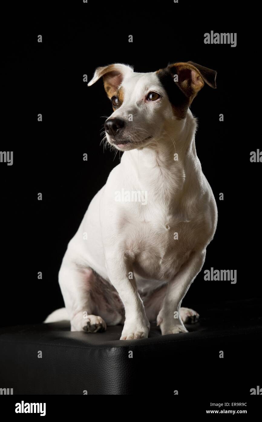 sitting Jack Russell Terrier Stock Photo - Alamy