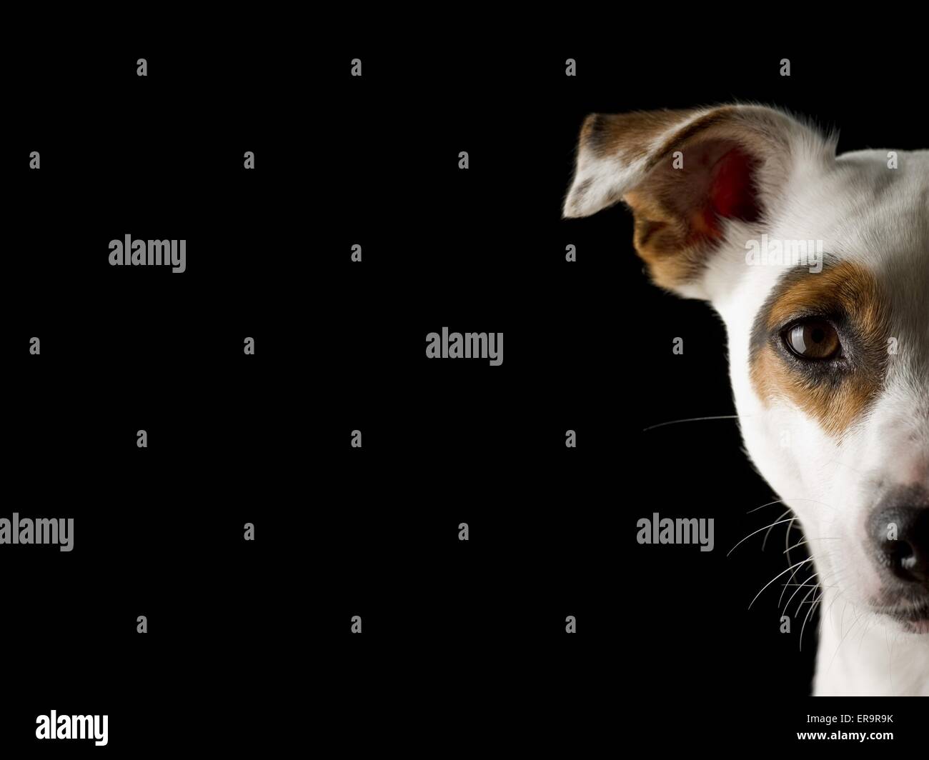 Jack Russell Terrier face Stock Photo - Alamy