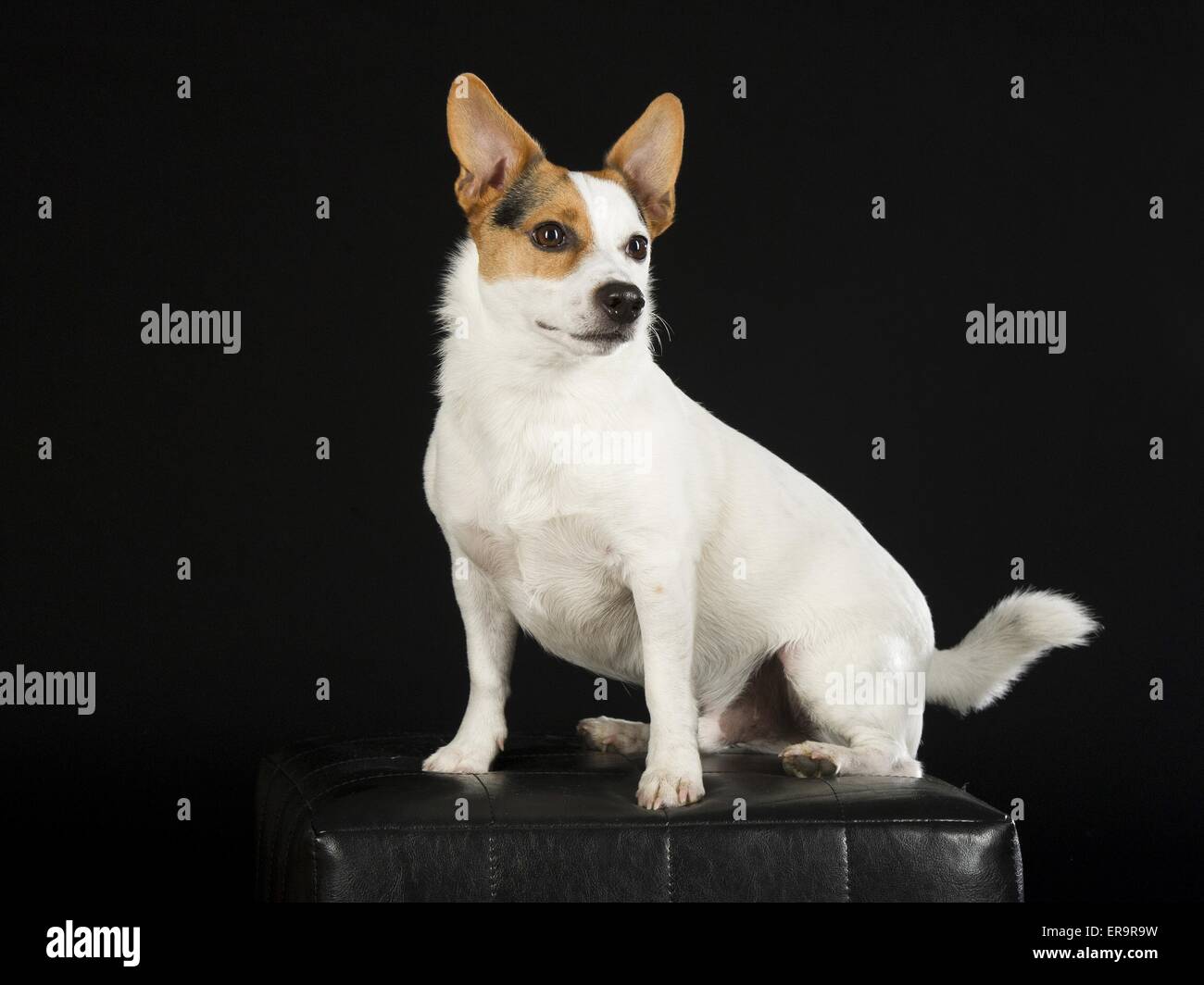sitting Jack Russell Terrier Stock Photo - Alamy