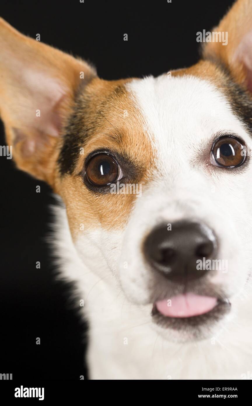Jack Russell Terrier face Stock Photo - Alamy