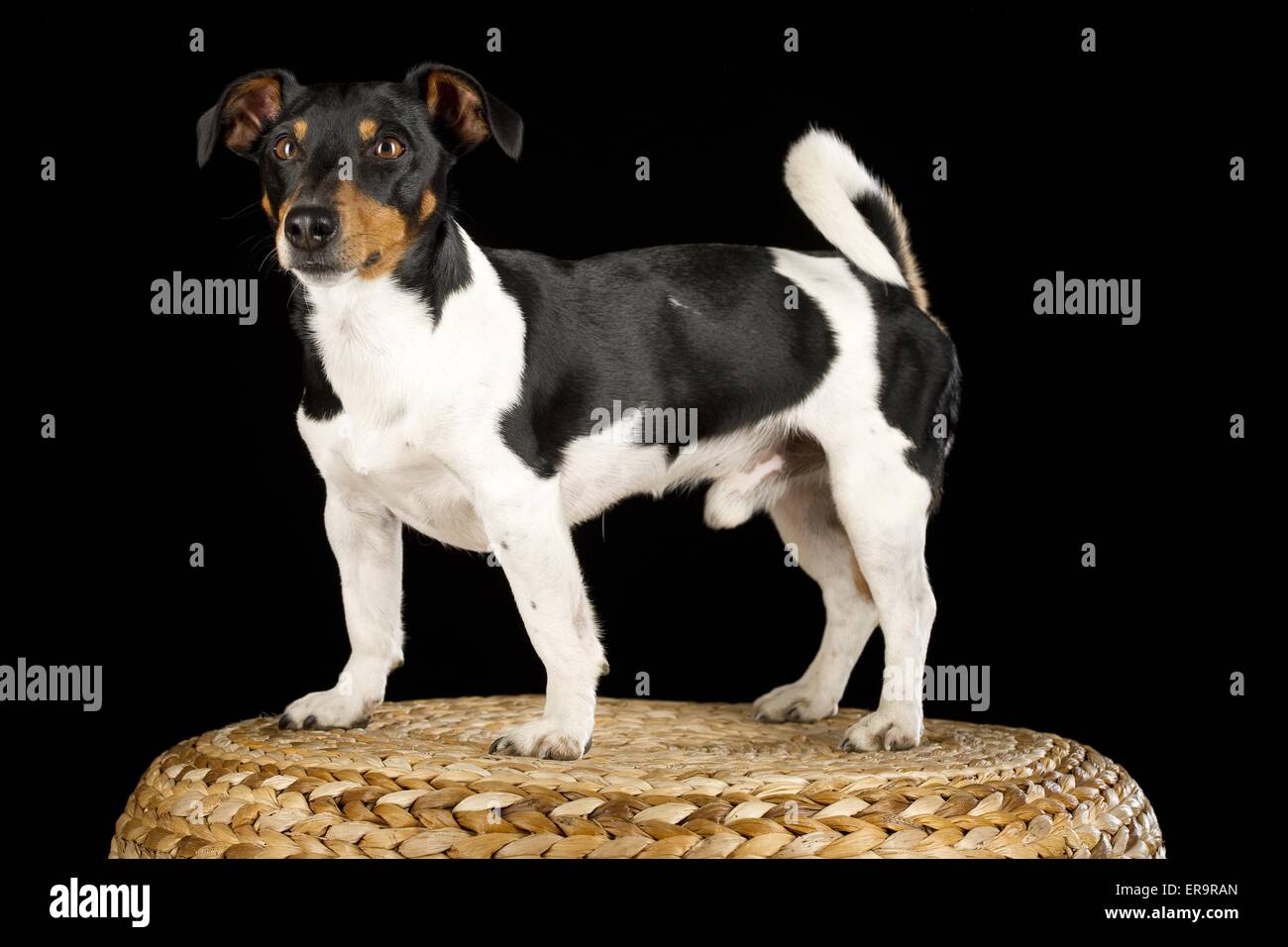 Black jack russell hi-res stock photography and images - Alamy
