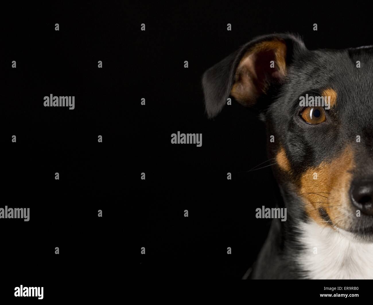 Jack Russell Terrier face Stock Photo - Alamy