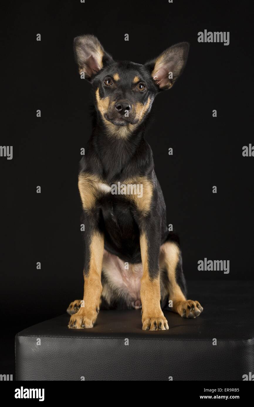 sitting Australian Kelpie Stock Photo - Alamy