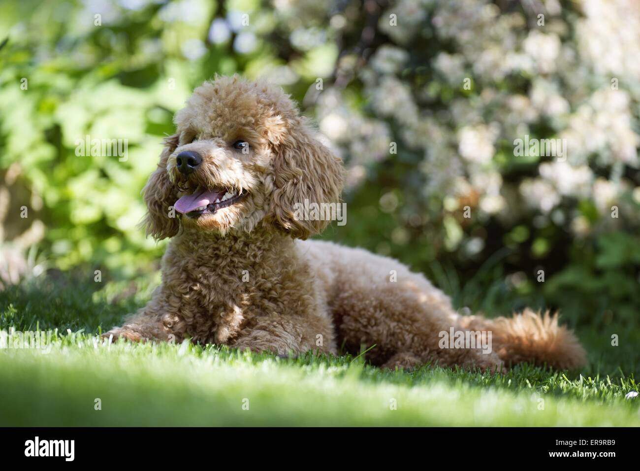 Adult royal poodle hi-res stock photography and images - Alamy