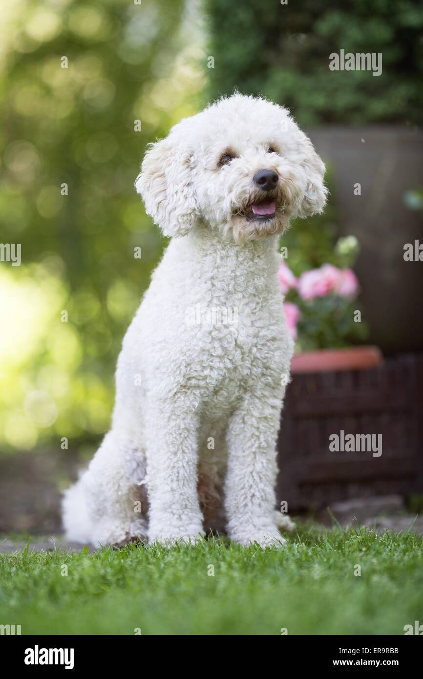sitting Miniature Poodle Stock Photo - Alamy