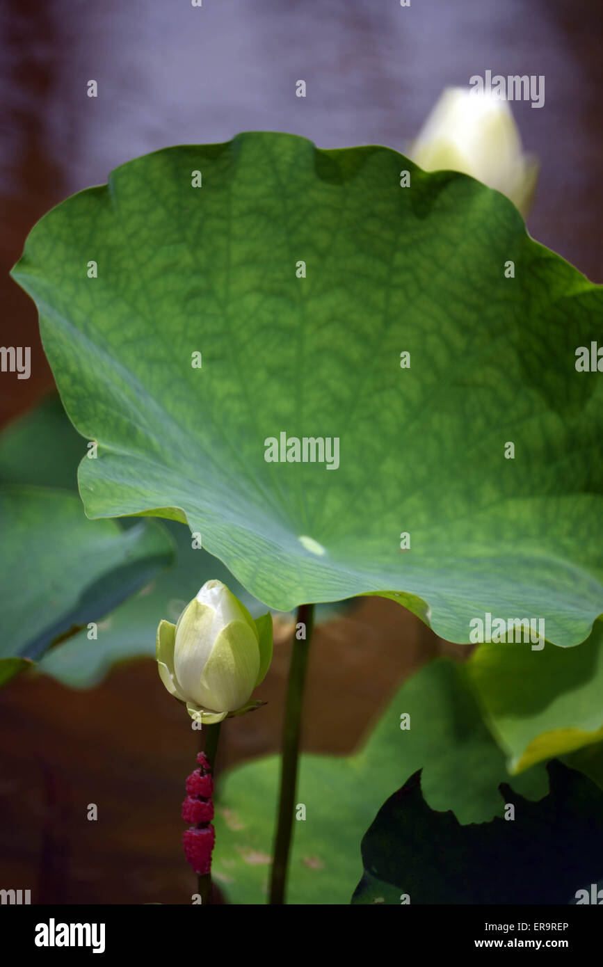 Photo shows ching ching hi-res stock photography and images - Alamy