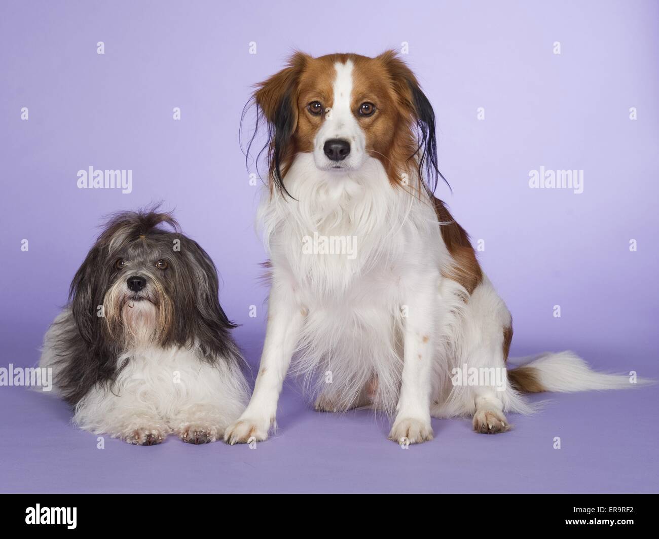 Havana silk dog hi-res stock photography and images - Alamy