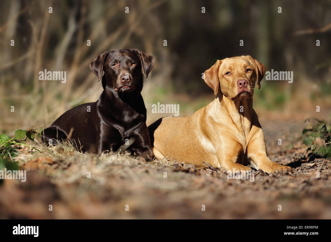 2 Labrador Retrievers Stock Photo - Alamy