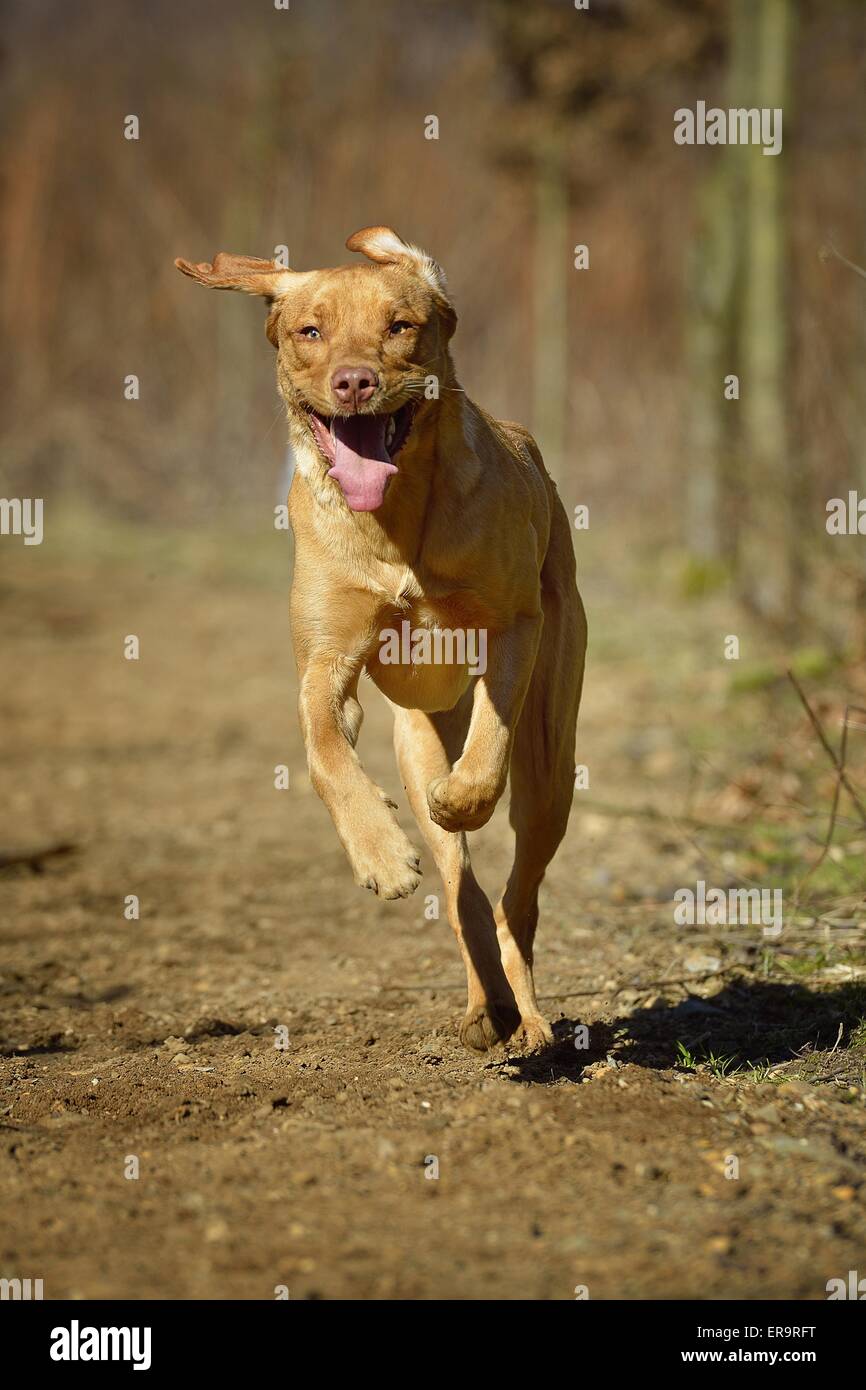 running Labrador Retriever Stock Photo - Alamy