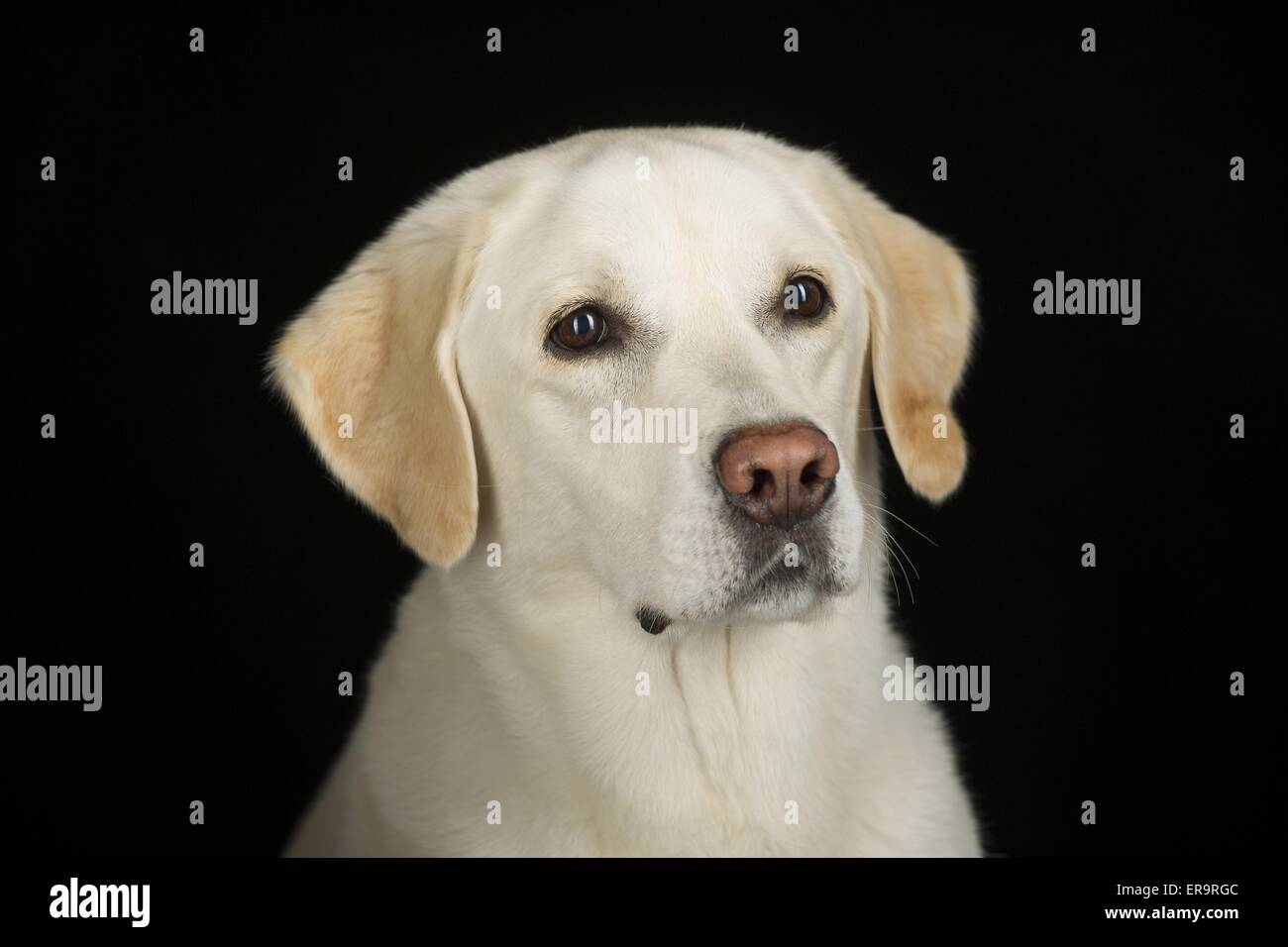 Labrador Retriever Portrait Stock Photo - Alamy