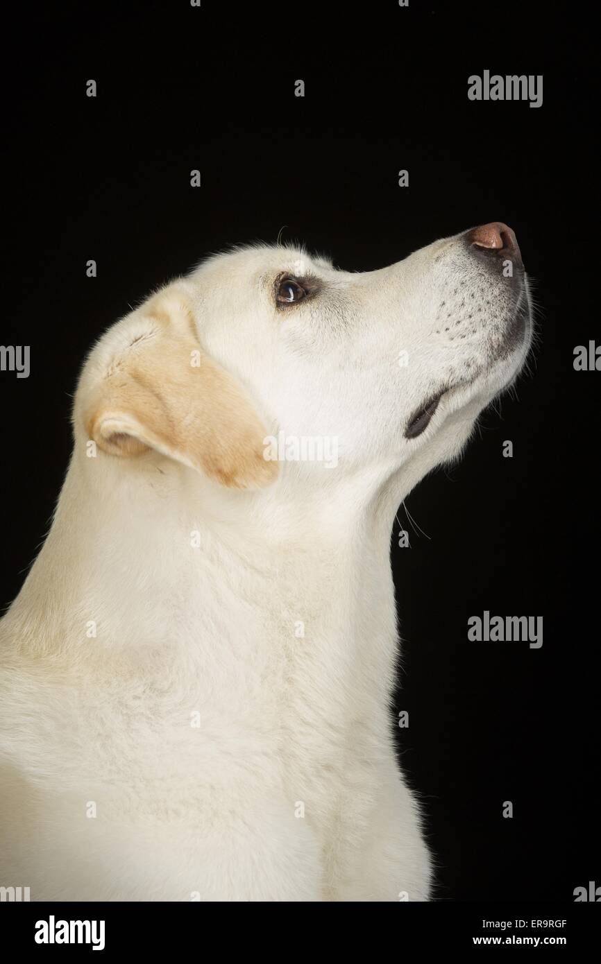 Labrador Retriever Portrait Stock Photo - Alamy