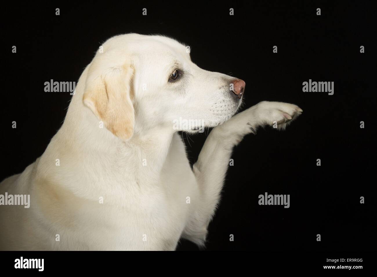 Labrador Retriever gives paw Stock Photo - Alamy