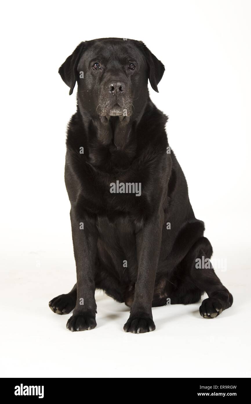 sitting Labrador Retriever Stock Photo - Alamy