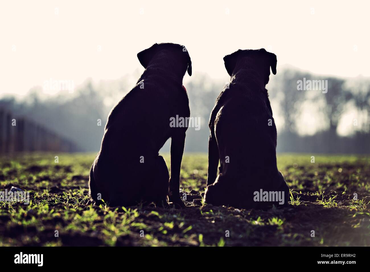 Labrador retriever dog sitting back hi-res stock photography and images ...