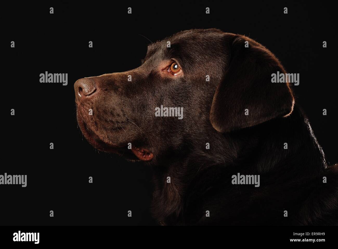 Labrador Retriever Portrait Stock Photo - Alamy