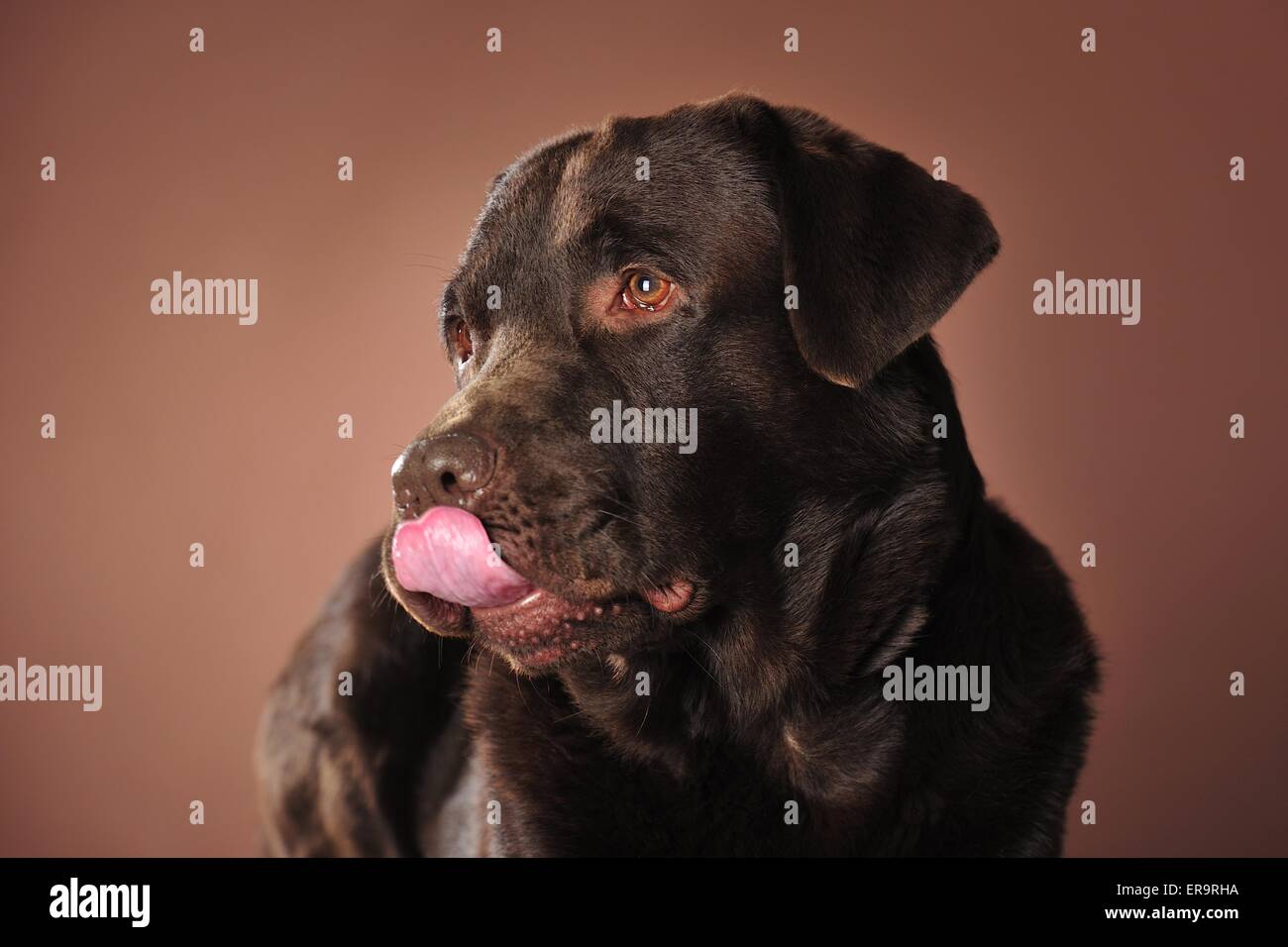 Licking labrador retriever hi-res stock photography and images - Alamy