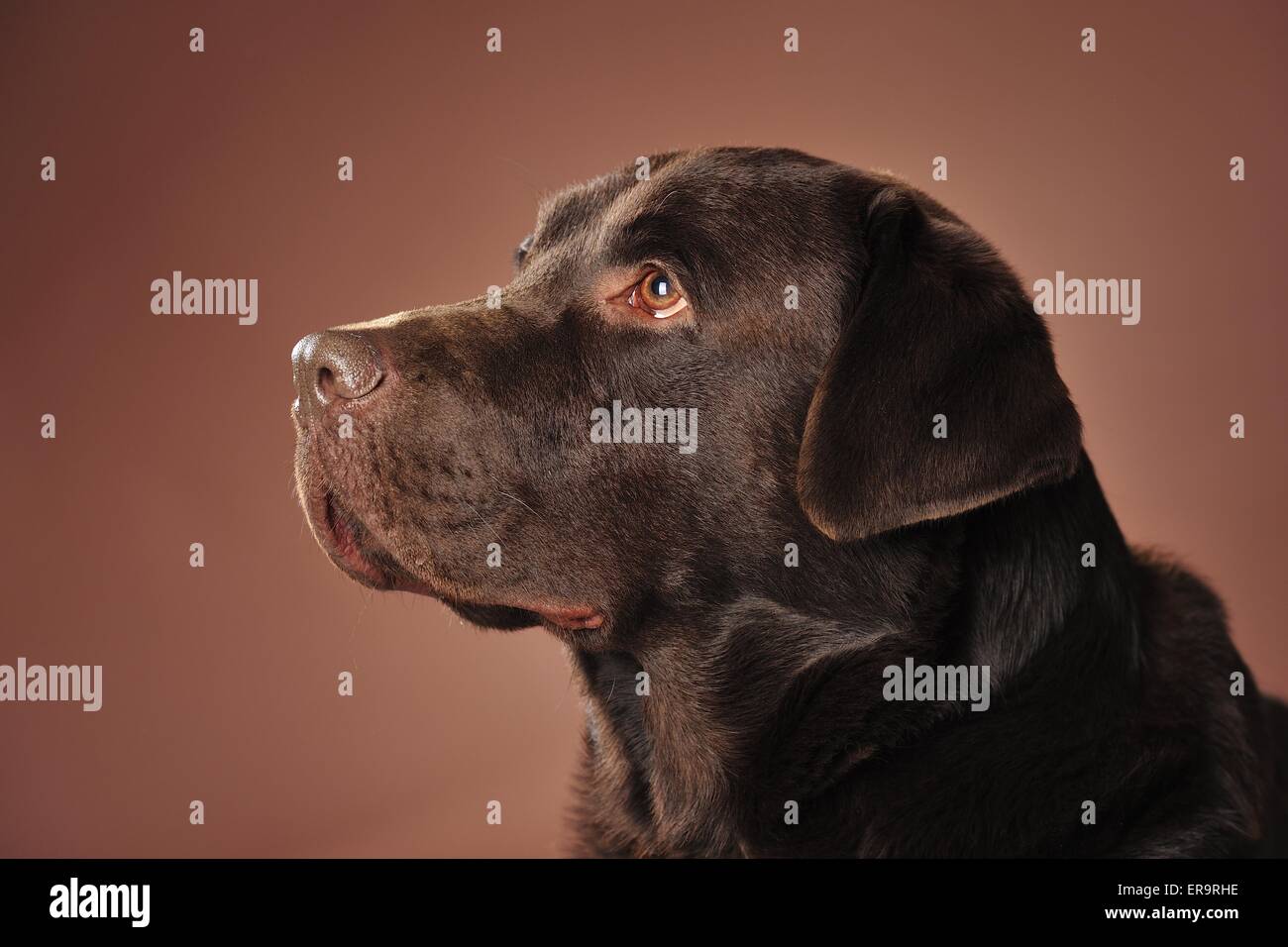 Labrador Retriever Portrait Stock Photo - Alamy