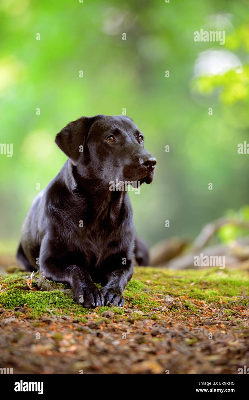 young Labrador Retriever Stock Photo - Alamy