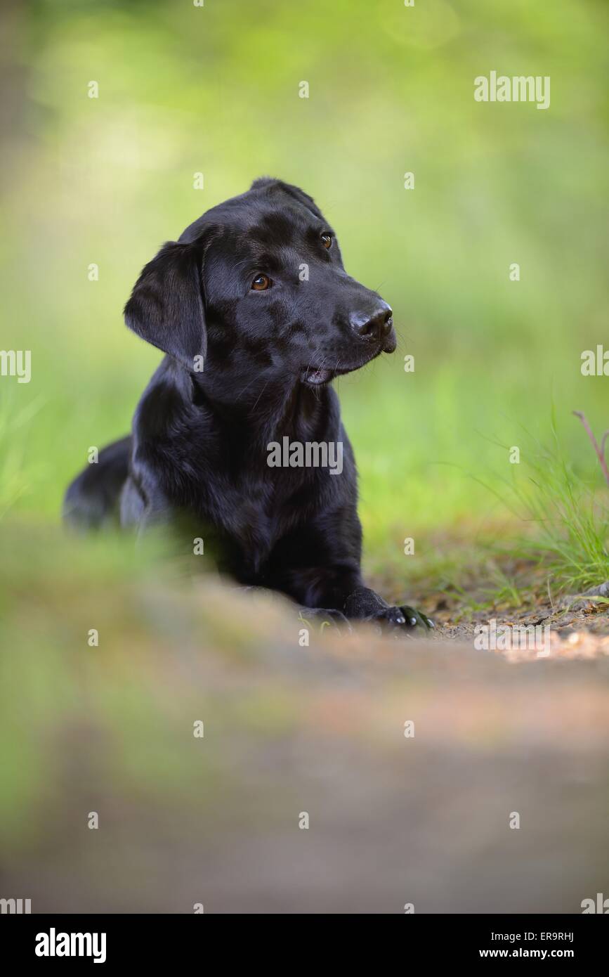 young Labrador Retriever Stock Photo - Alamy