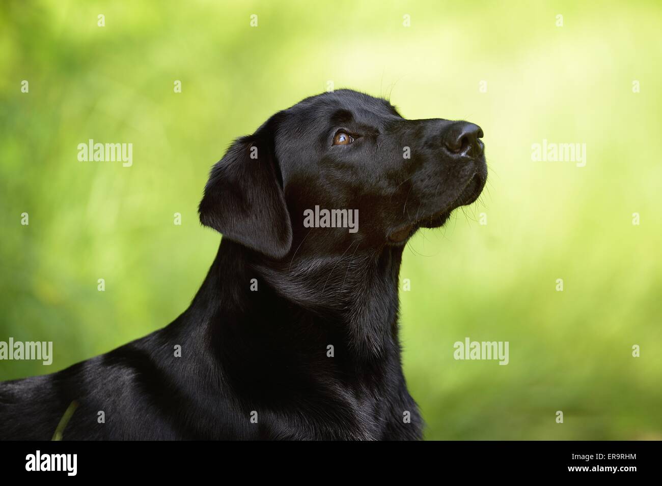 young Labrador Retriever Stock Photo - Alamy