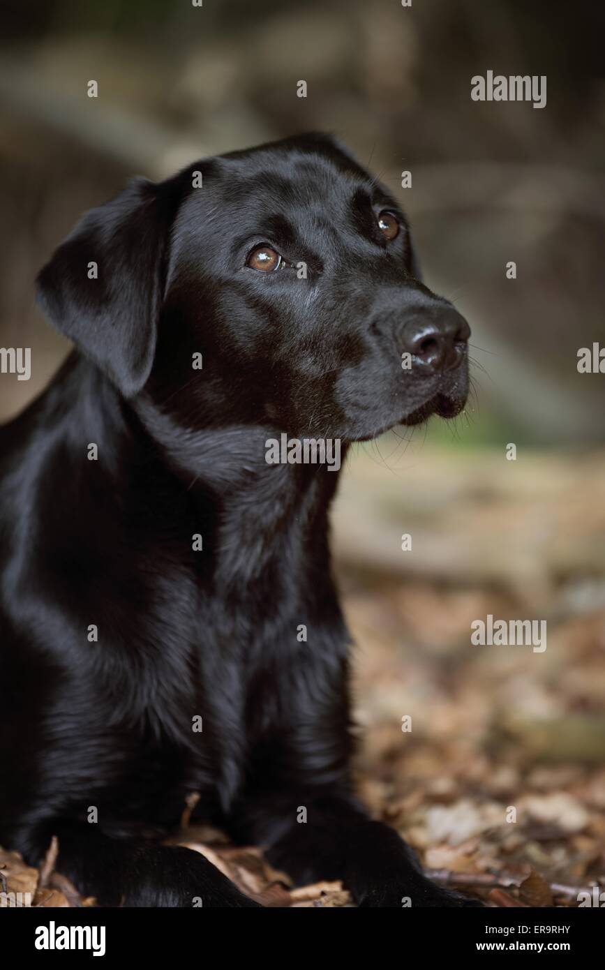 young Labrador Retriever Stock Photo - Alamy
