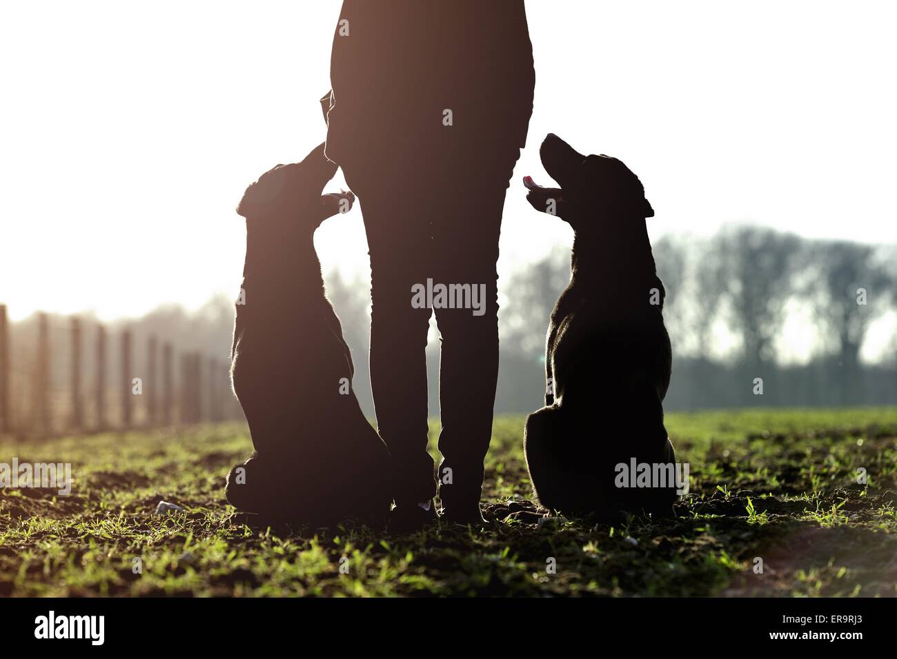 human with Labrador Retriever Stock Photo - Alamy