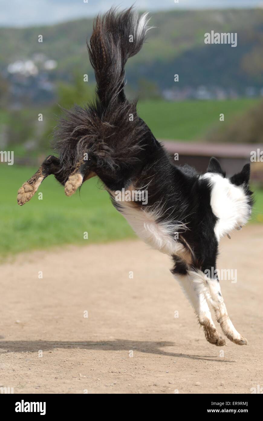 jumping Border Collie Stock Photo - Alamy