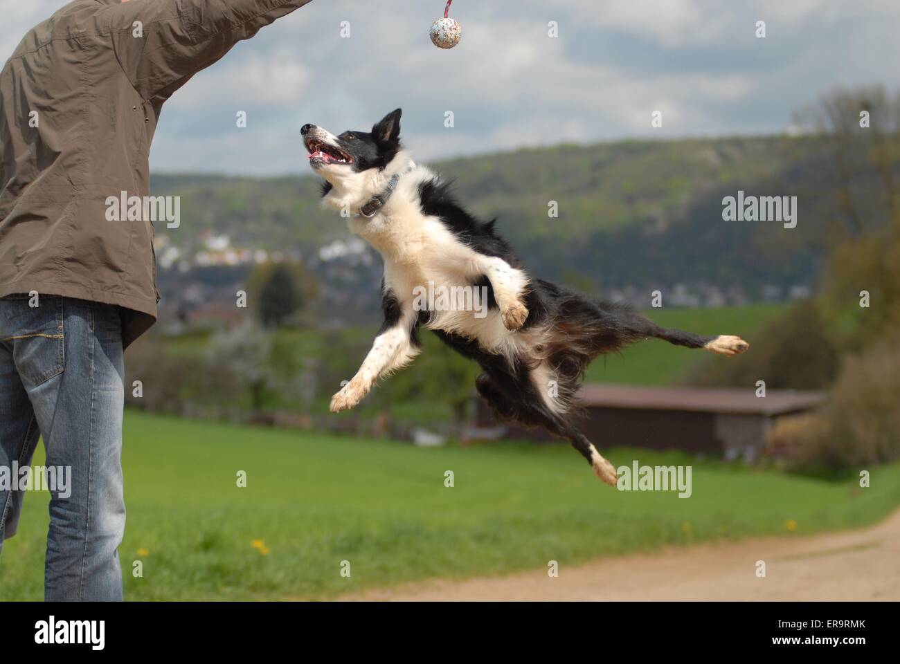 jumping Border Collie Stock Photo - Alamy