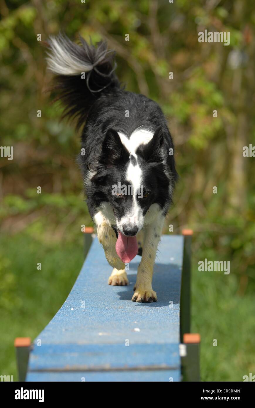 Border Collie at Agility Stock Photo - Alamy