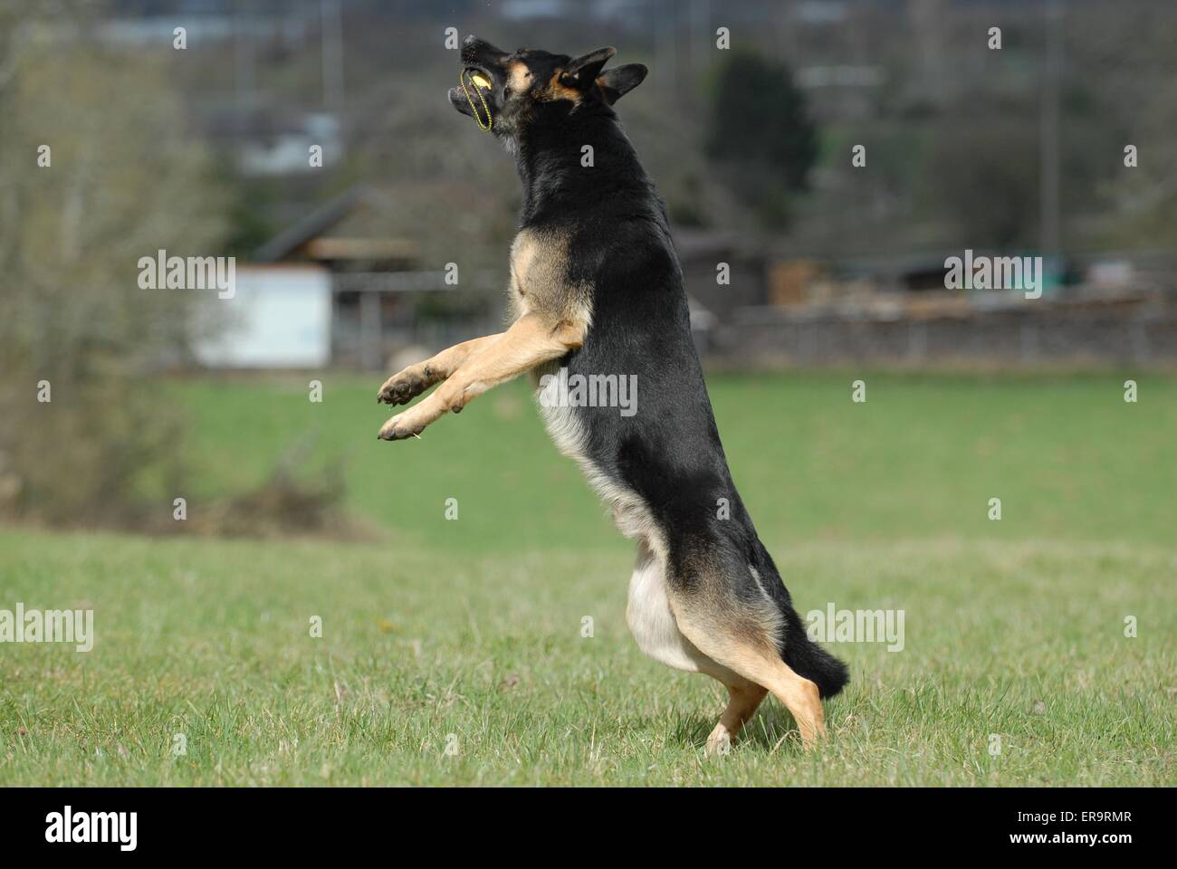 German shepherd dog jumping catching hi-res stock photography and ...