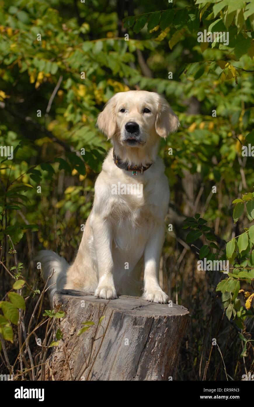 standing Golden Retriever Stock Photo - Alamy