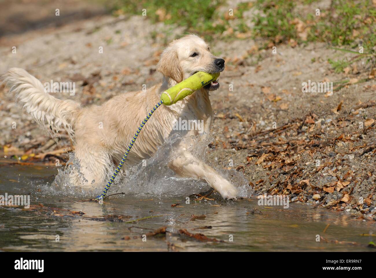 Golden Retriever retrieve Dummy Stock Photo - Alamy