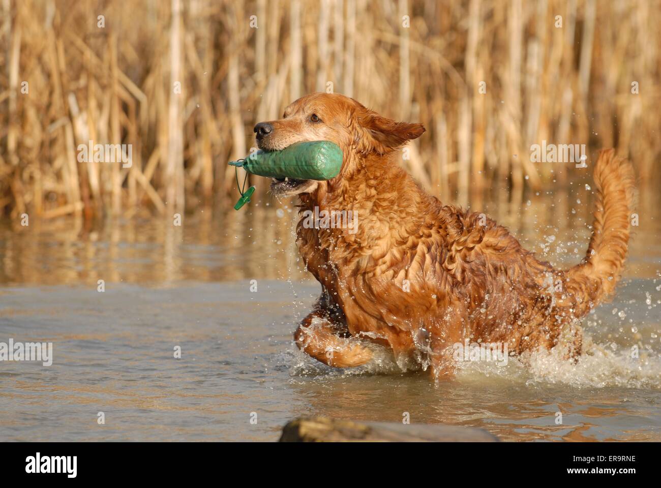 Golden retrieve hi-res stock photography and images - Alamy