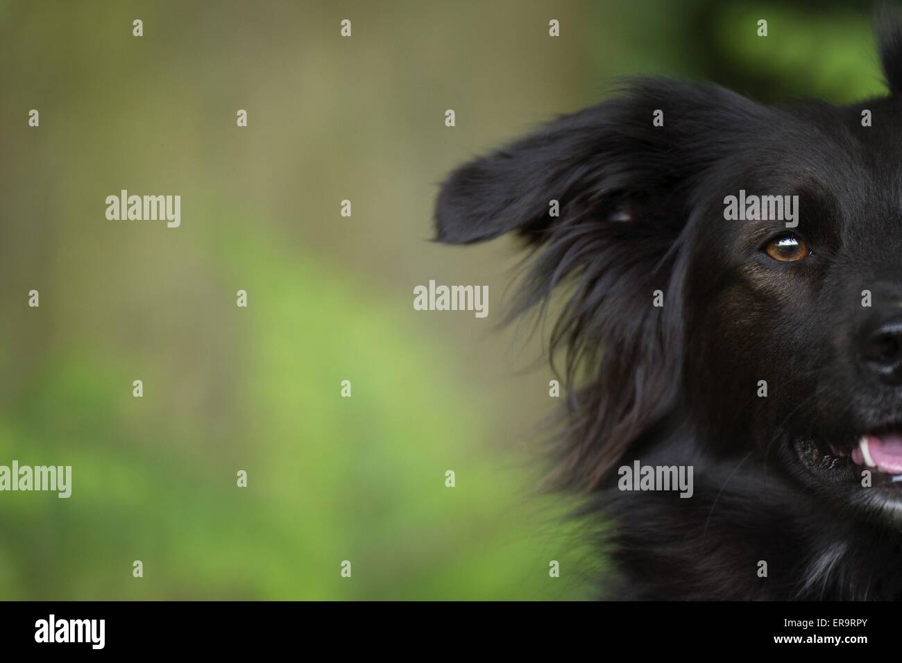 Face pant hi-res stock photography and images - Alamy