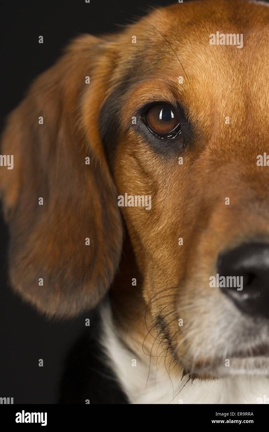 Close up dogs short hair face hi-res stock photography and images - Alamy