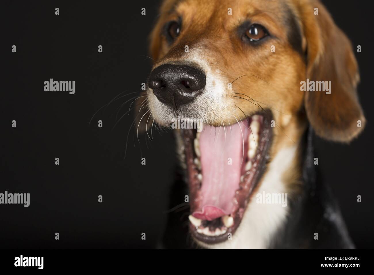 Mongrel dog yawns hi-res stock photography and images - Alamy
