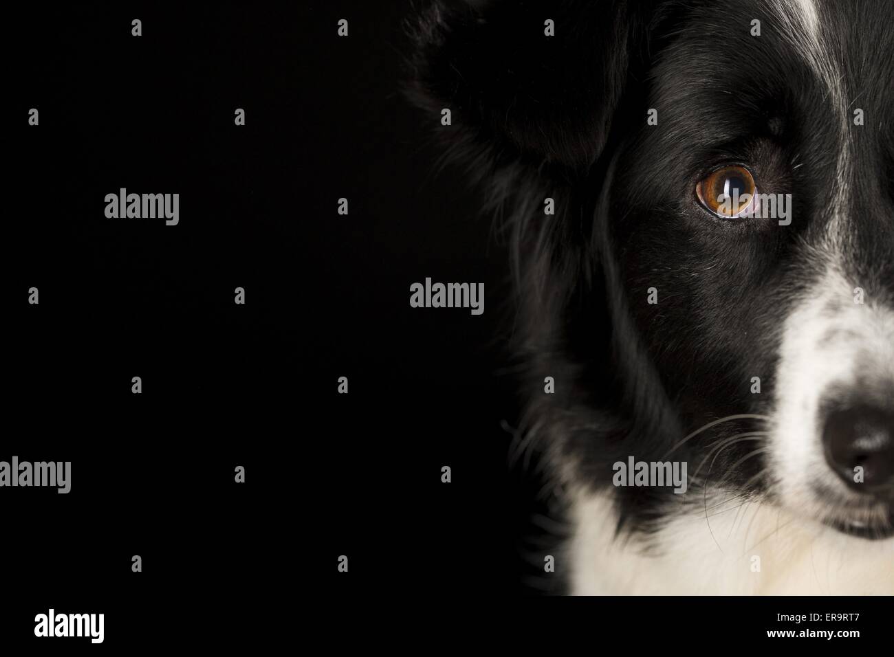 Shot face dog long hi-res stock photography and images - Alamy