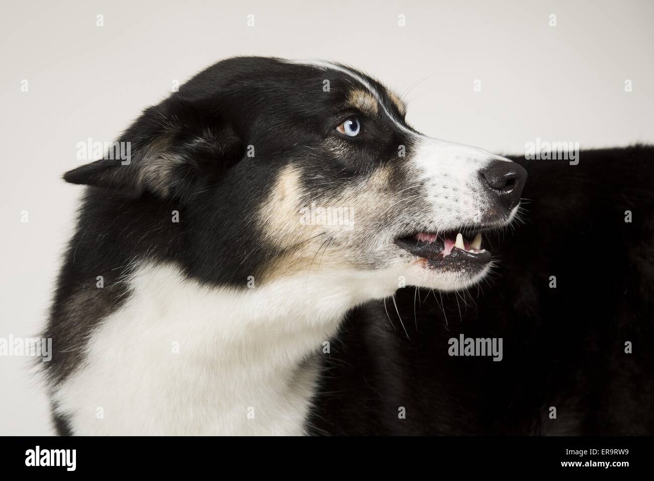 Husky mongrel portrait hi-res stock photography and images - Alamy