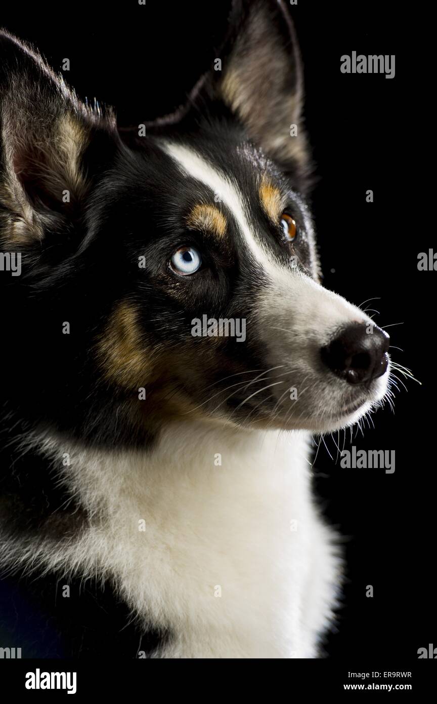 Husky mongrel portrait hi-res stock photography and images - Alamy