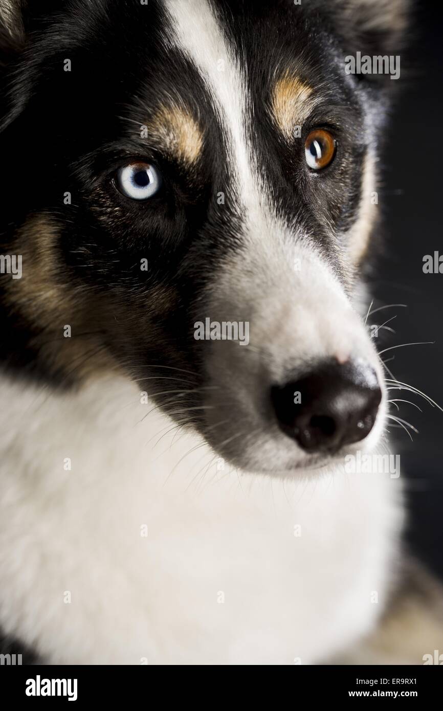 Black dogs face hi-res stock photography and images - Alamy