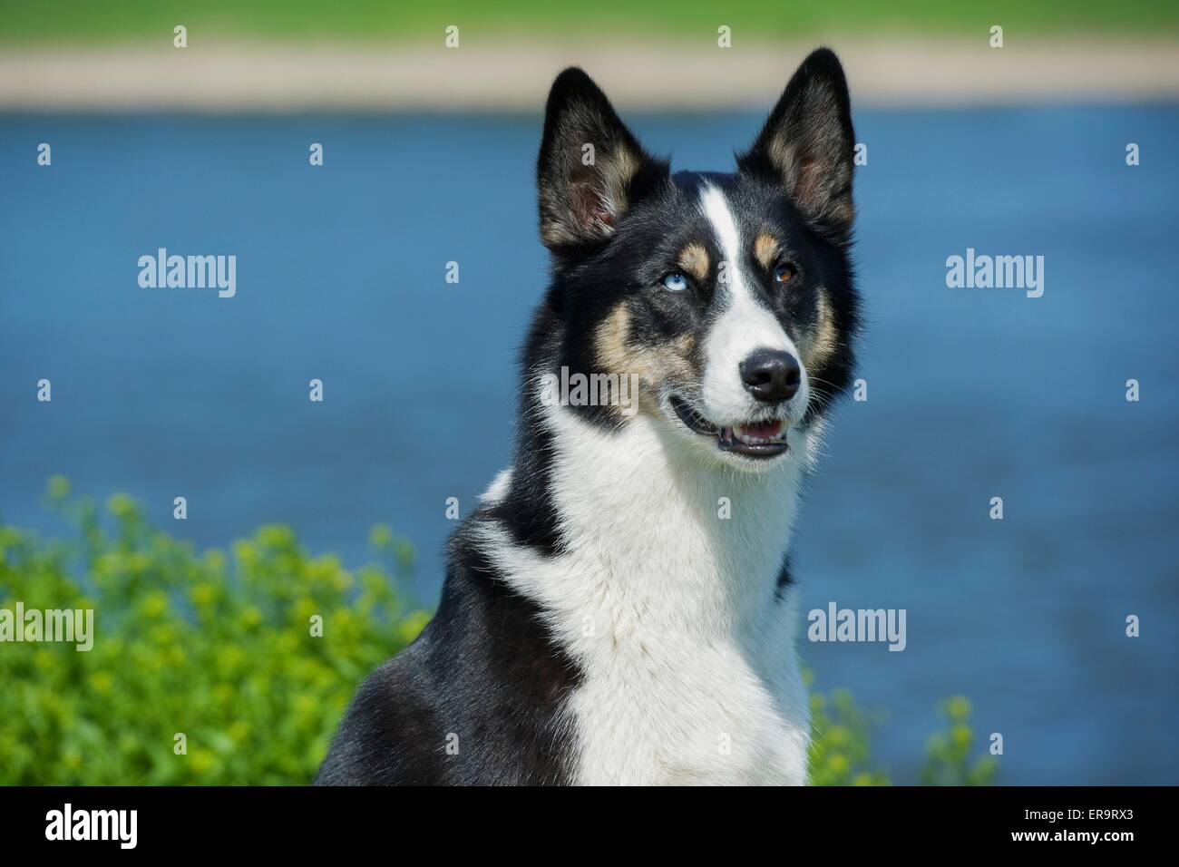 Husky mongrel portrait hi-res stock photography and images - Alamy