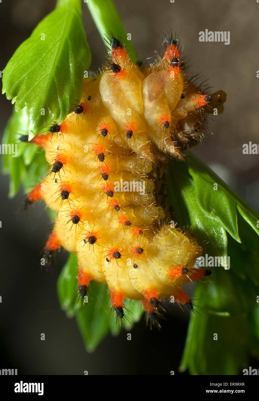 Caterpillar butterfly polyxena hi-res stock photography and images - Alamy