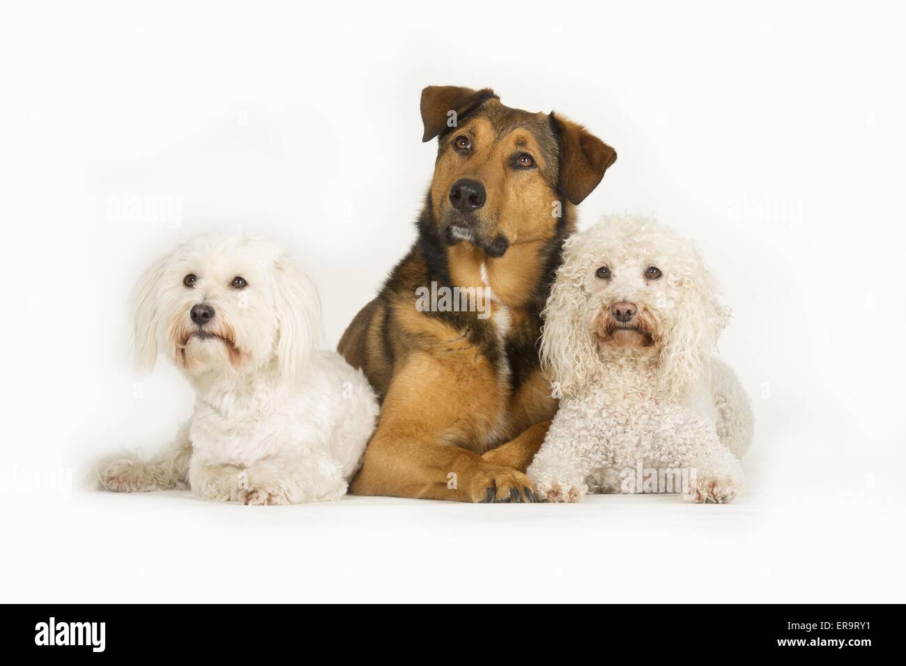 Dogs Cut Out Stock Images & Pictures - Alamy