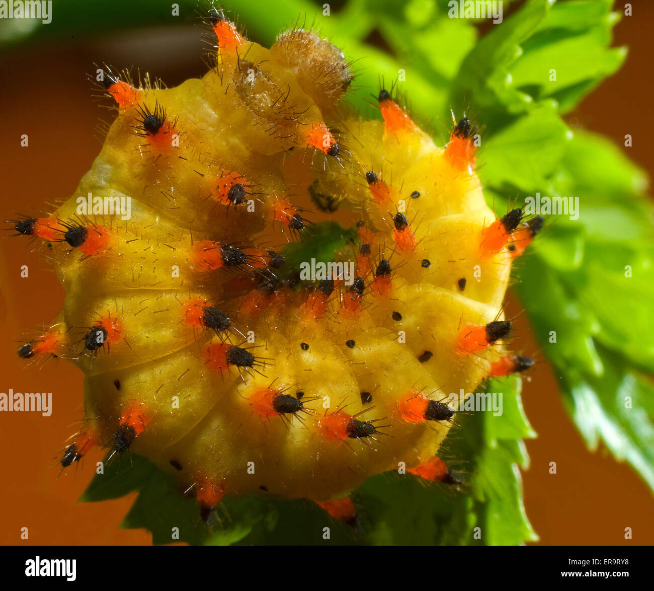 Caterpillar butterfly polyxena hi-res stock photography and images - Alamy