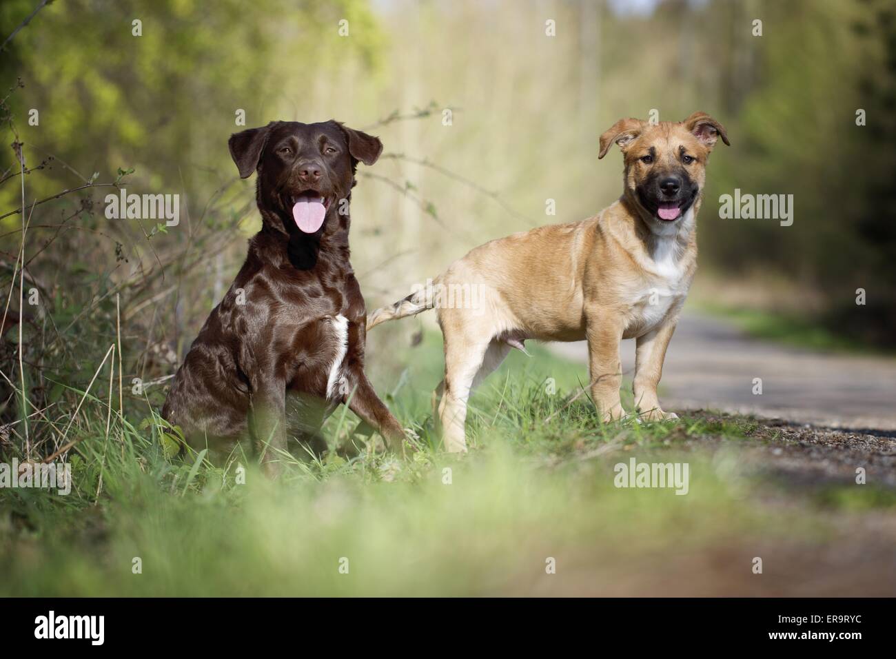 Labrador malinois hi-res stock photography and images - Alamy