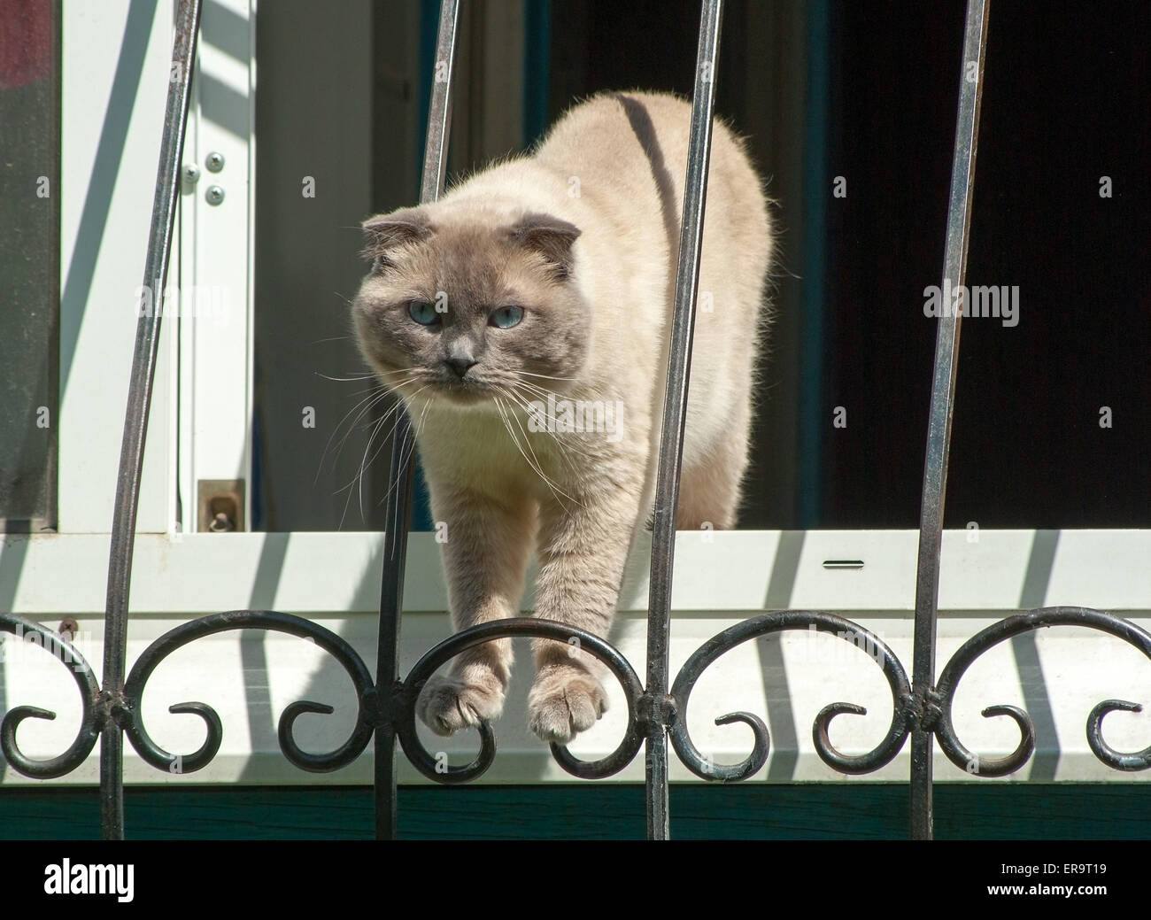 Animals behind bars hi-res stock photography and images - Alamy