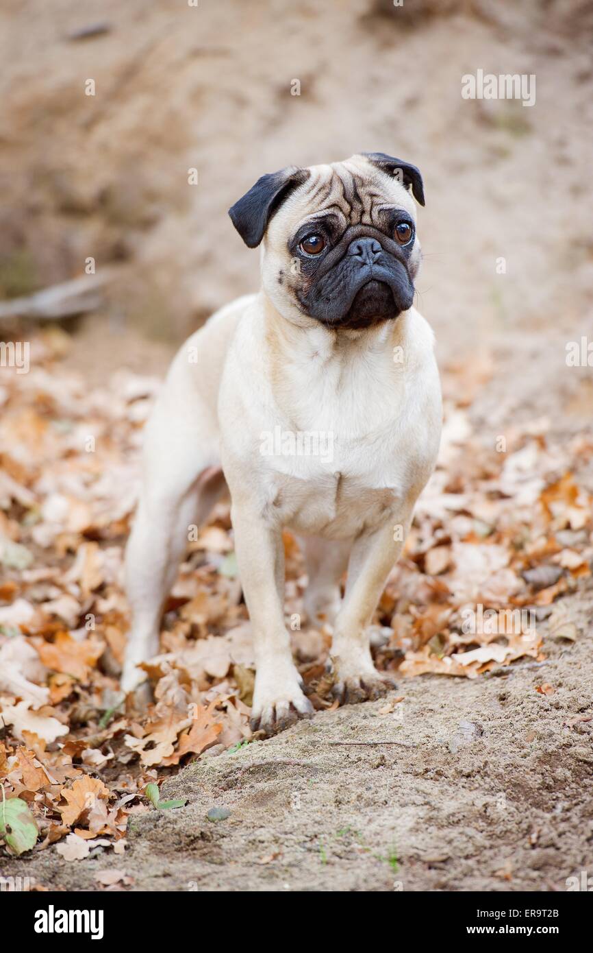 Pug autumn hi-res stock photography and images - Alamy