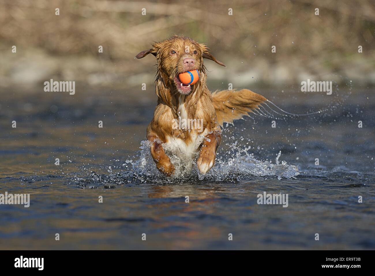 Smoothh hi-res stock photography and images - Alamy