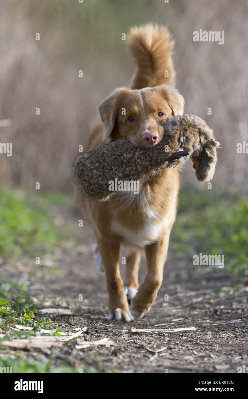 Toller lane hi-res stock photography and images - Alamy